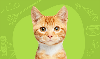 Pet Evolution Online Store