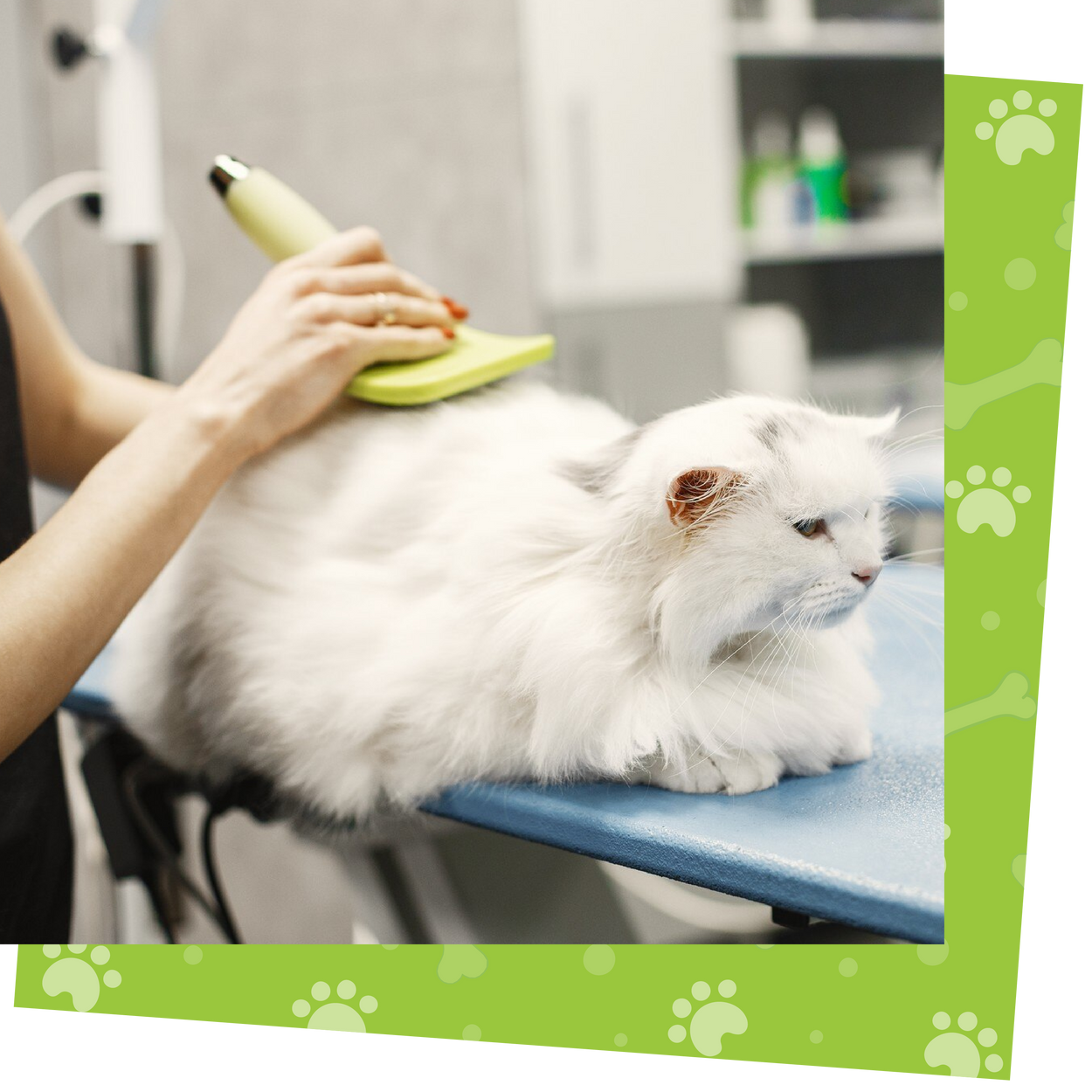 Services – Pet Evolution Online Store